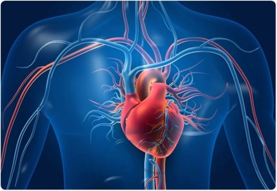 What Is the Heart's Natural Pacemaker - Cardiac Electrophysiology Institute